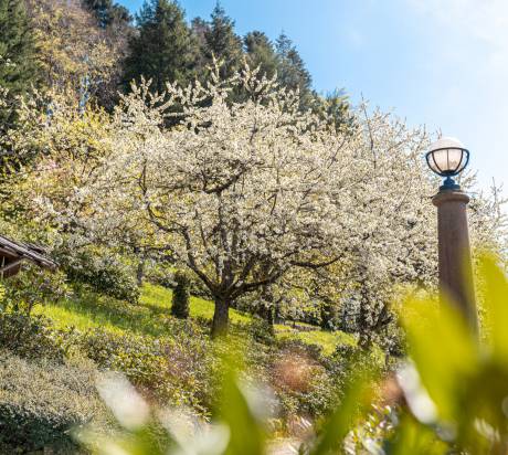 Bilder und Impressionen - Relais & Châteaux Hotel Dollenberg